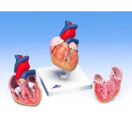 3B Scientific Anatomical Human Heart Model - CME Corp