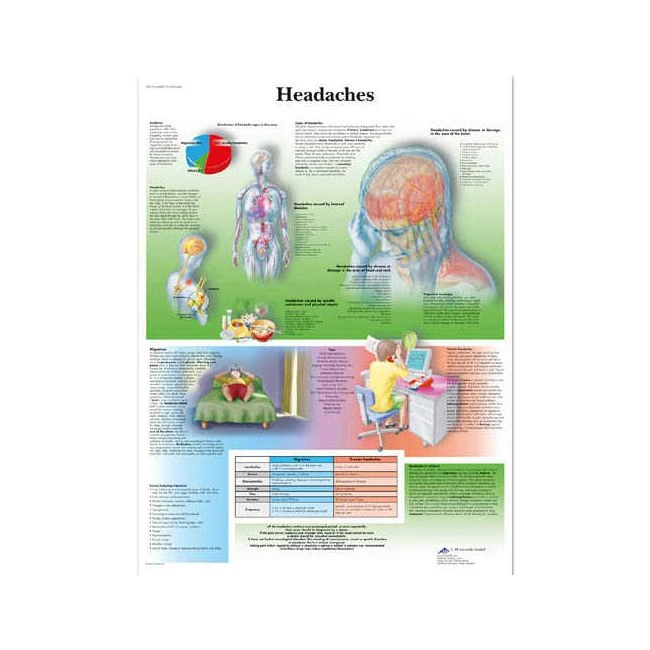 Fabrication Enterprises Inc Z13046 Headaches Anatomical Chart, Paper ...