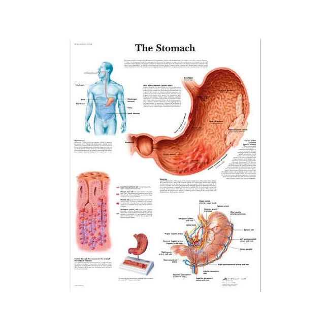 Fabrication Enterprises Inc Z12986 Stomach Anatomical Chart, Paper ...